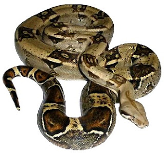 Animais De Todas As Espécies: Jibóia-Constritora